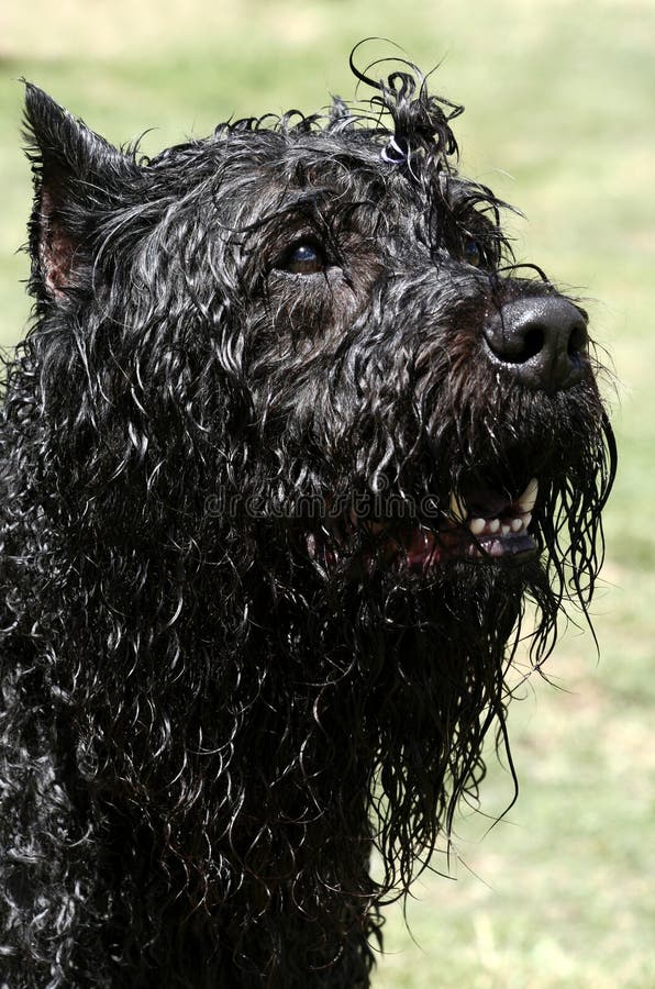 Smiling Dog stock photo. Image of funny, dogs, doggy - 14704026