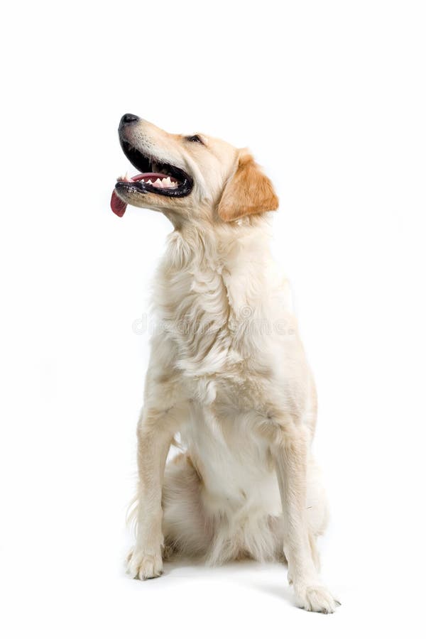 Smiling dog stock photo. Image of little, animal, cute - 2865970