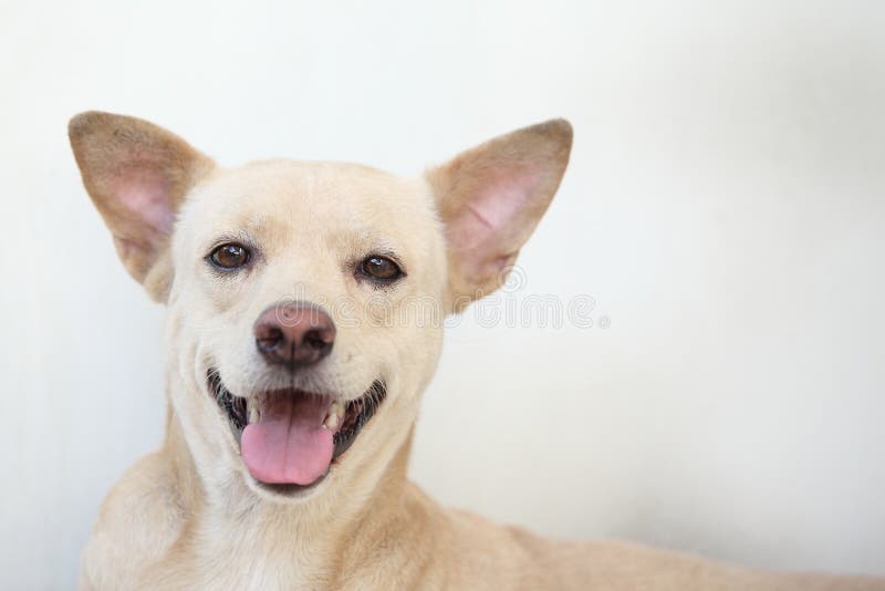 Smiling Dog stock photo. Image of cheerful, sticking - 29600522