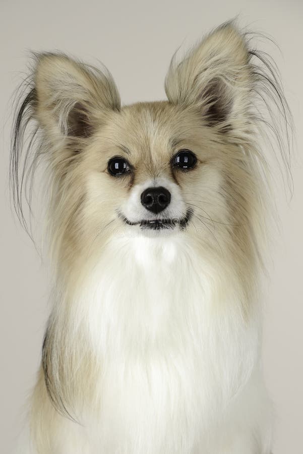 A Smiling dog stock photo. Image of lonely, isolation - 38396926