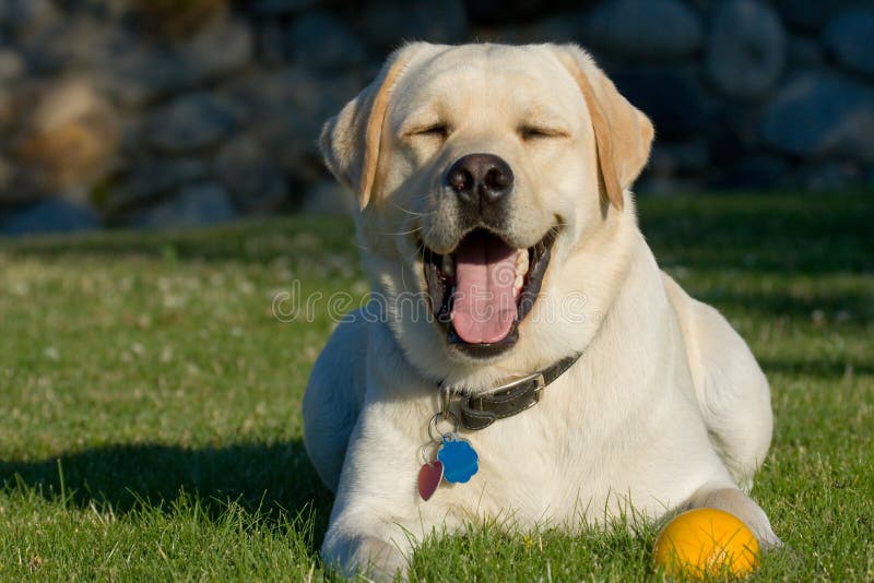 Smiling dog stock image. Image of resting, rest, ecstatic - 5996081