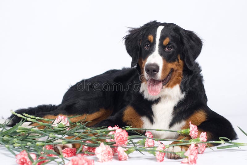 Smiling dog stock image. Image of beautiful, flowers, breed - 7909019