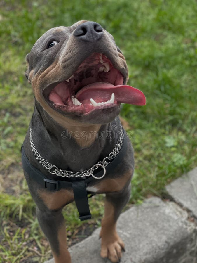 Smiling dog stock photo. Image of funny, bully, cute - 231311148