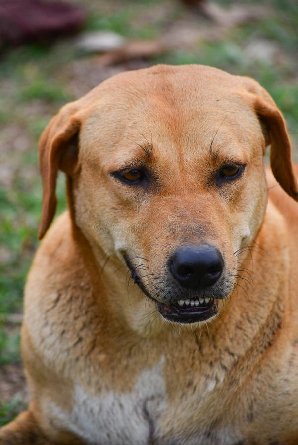 Smiling dog stock image. Image of copy, breed, photograph - 52287015