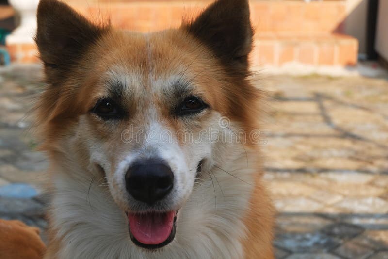 Smiling dog face stock image. Image of play, nature - 138750491