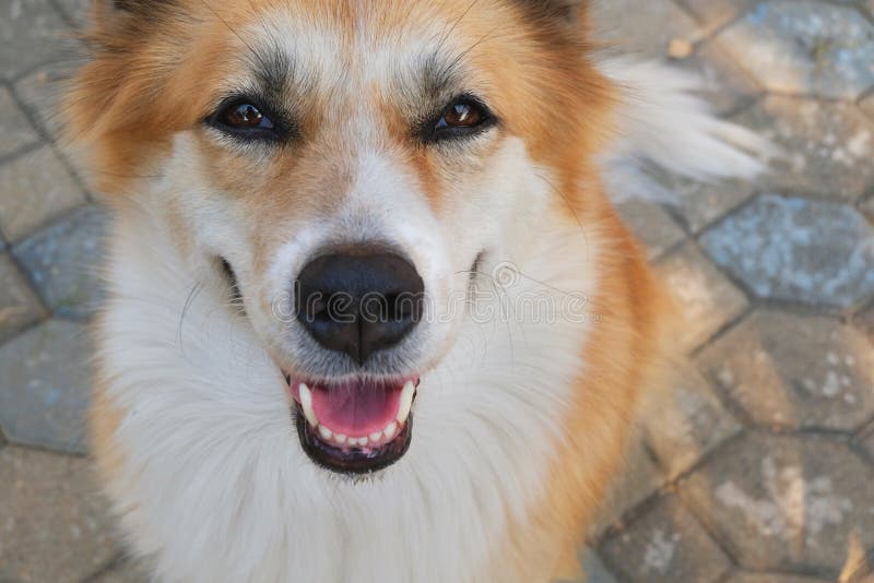 Smiling dog face. stock image. Image of stress, leisure - 138750527