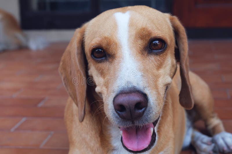 Smiling dog face. stock image. Image of entertain, ground - 138750795