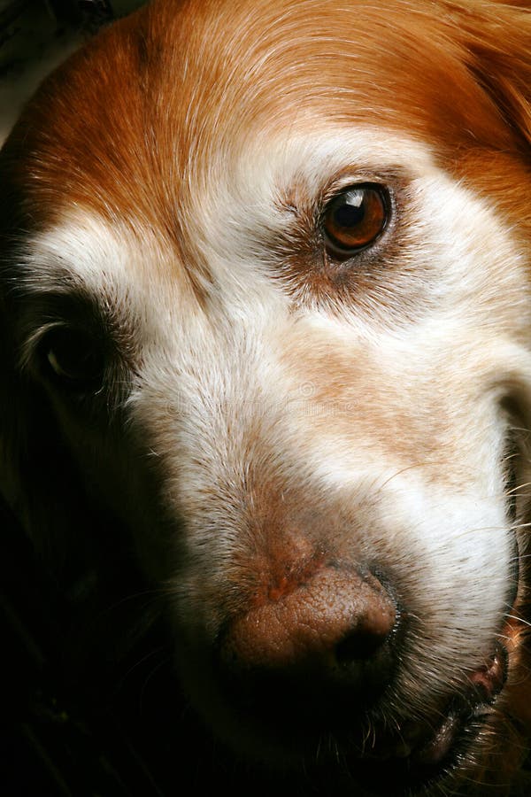 Smiling Dog, Gold Retriever Stock Image - Image of lips, close: 1898337