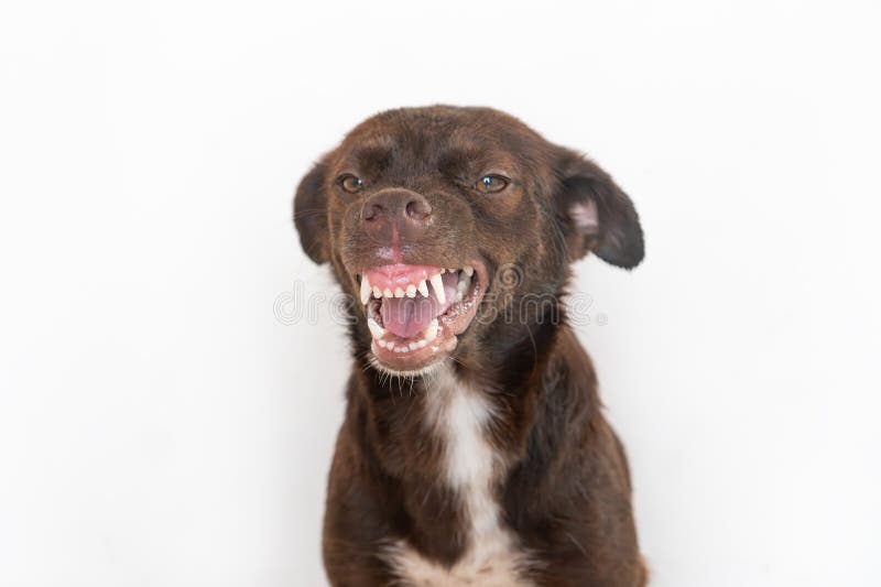 Smiling Dog stock photo. Image of laugh, teeth, cute - 315415106