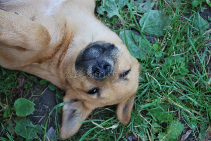 Smiling dog stock photo. Image of relaxing, smiling, view - 68318220