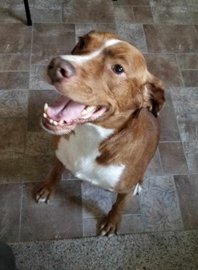 Large happy dog stock image. Image of smiling, large - 131417459