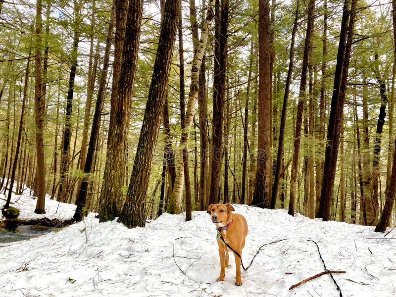 Smiling Dog in Snow Deep in Forest in Trees with Moss Stock Image ...
