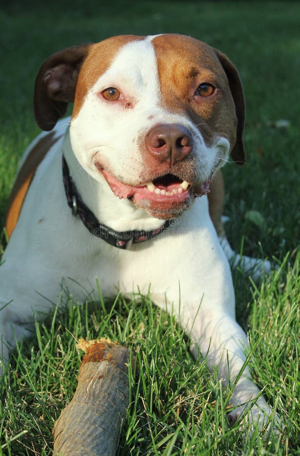 Smiling Dog with Stick stock image. Image of glow, adopt - 19944535