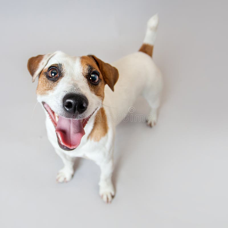 Cheerful Smiling Dog stock image. Image of lovely, canine - 56231249