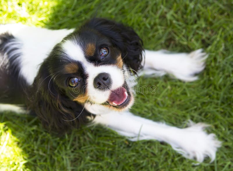 Smiling dog stock photo. Image of young, grass, cute - 41309298