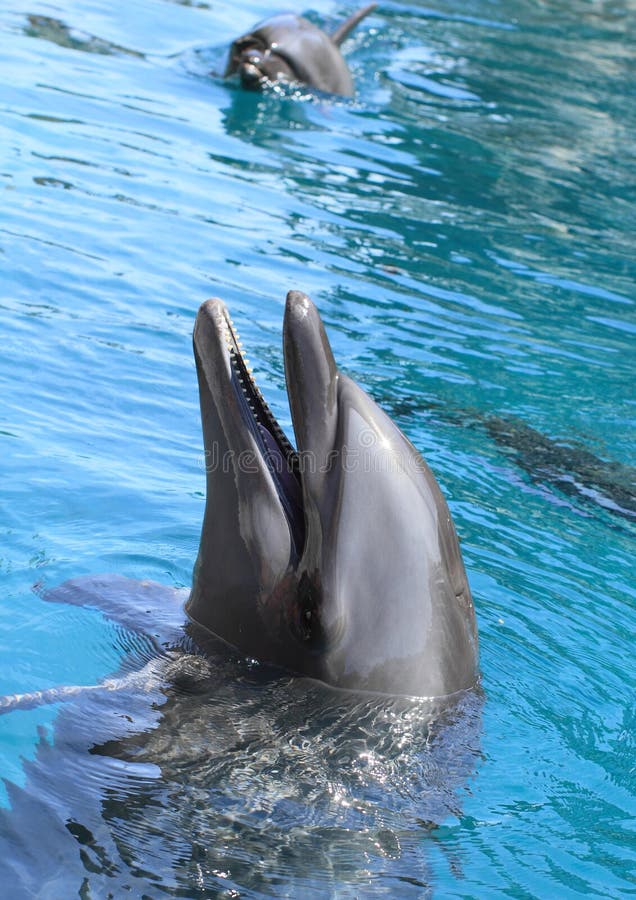 Smiling dolphin stock image. Image of blue, ocean, zoology - 5877259