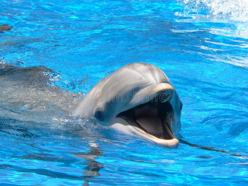 Smiling Dolphin stock photo. Image of marine, waves, nature - 3264744