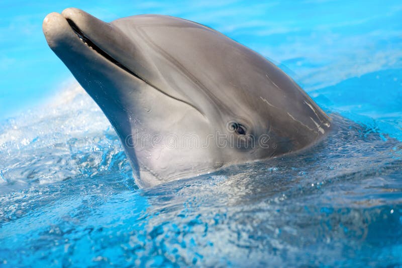 Dolphin stock photo. Image of wildlife, animal, dolphin - 5897150