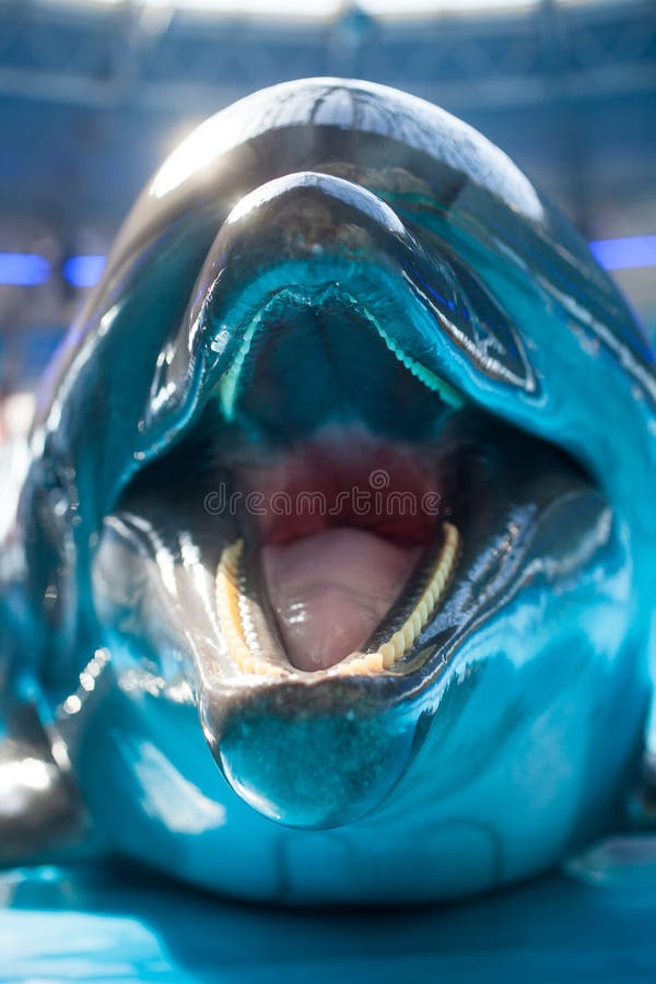 Smiling dolphin close up stock photo. Image of happy - 50312362