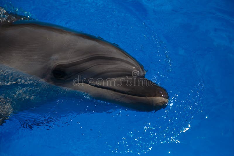 Smiling Dolphin. Dolphins Swim Stock Photo - Image of oceanography ...