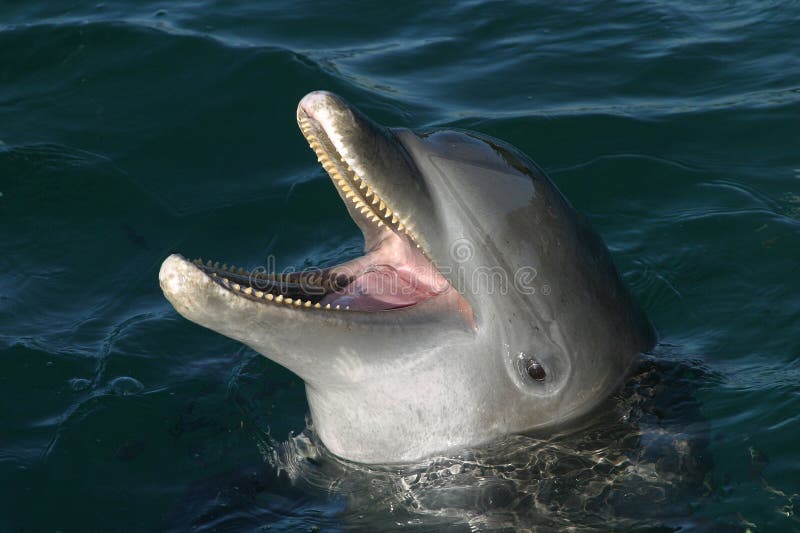 Smiling Dolphin stock photo. Image of wildlife, mouth - 280245536