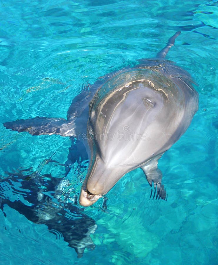 Smiling Dolphin stock photo. Image of fish, marine, kingdom - 203036230