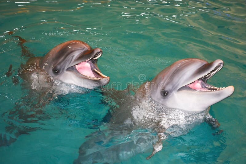 Smiling Dolphins in the Turquoise Water Stock Image - Image of dolphin ...