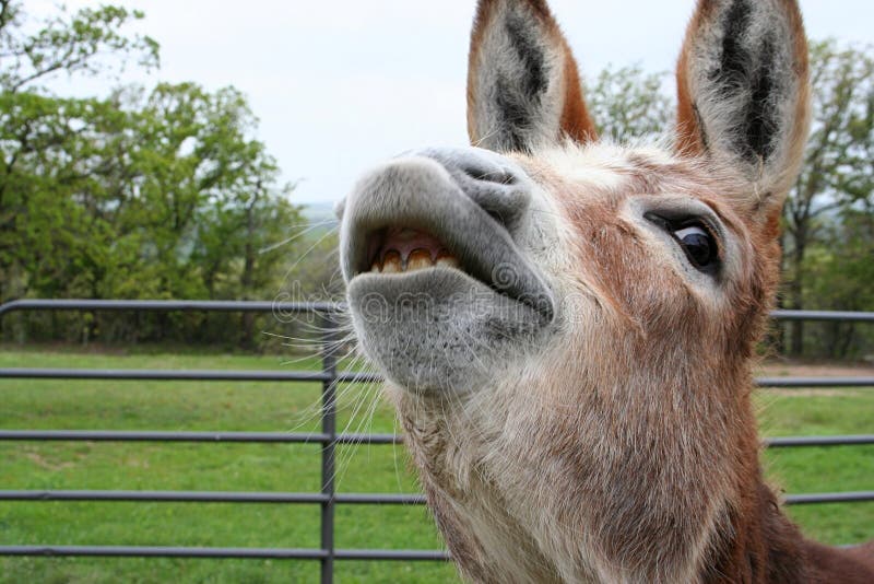 Donkey Portrait stock photo. Image of mule, barnyard, pets - 2773786