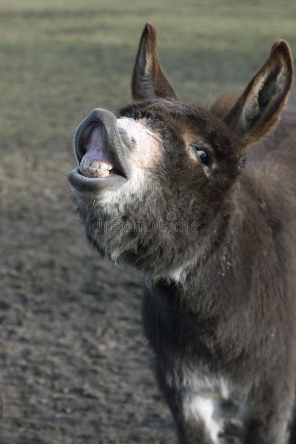 Smiling Donkey stock photo. Image of laughing, funny, farm - 540822