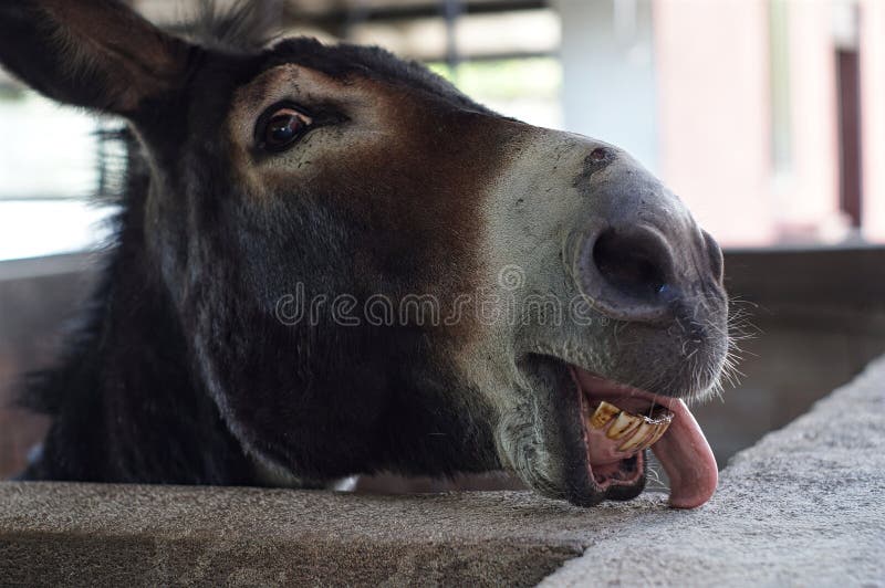 Smiling Donkey stock photo. Image of laughing, funny, farm - 540822