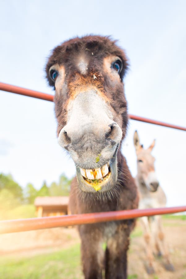 Donkey Face Smiling