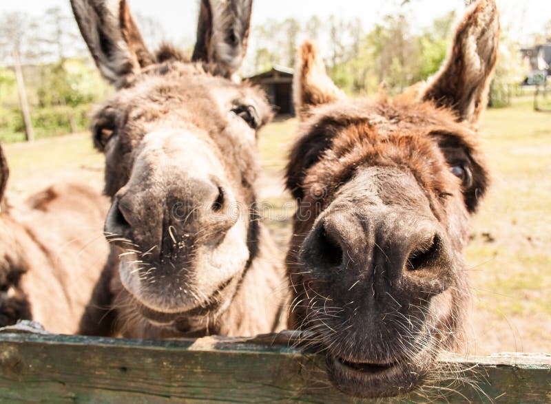 Smiling farm donkeys stock photo. Image of miniature - 122357984