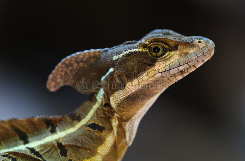 Smiling dragon stock image. Image of lizard, nature, wild - 24663685