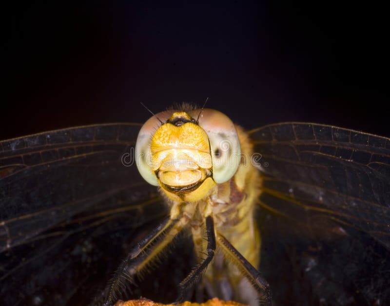 Smiling Dragonfly stock image. Image of black, wings - 23880963