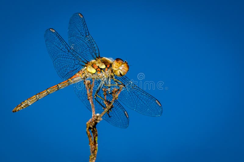 A Smiling Dragonfly stock image. Image of animal, blue - 26299327
