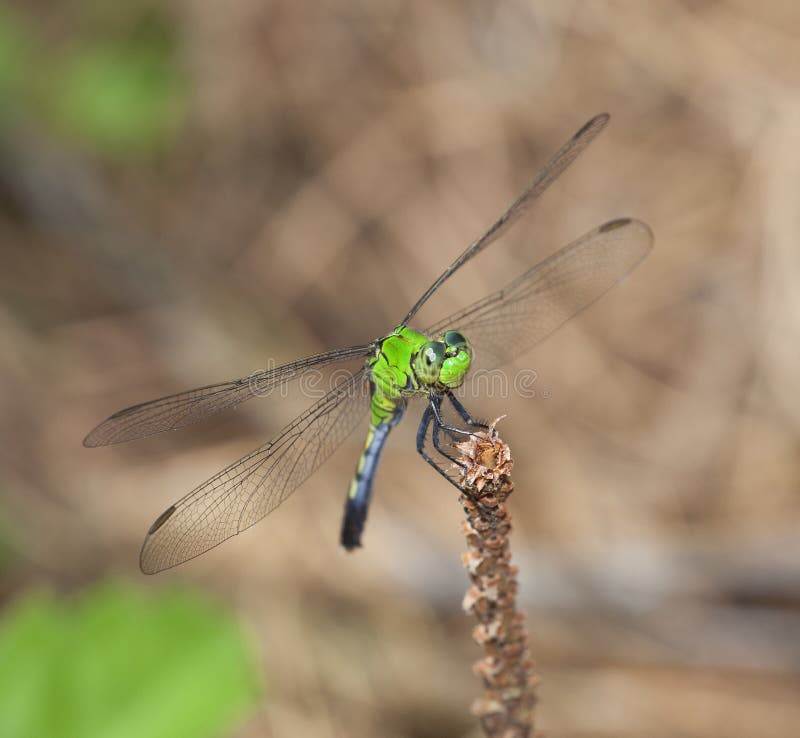 Smiling dragonfly stock image. Image of dragonfly, insect - 57380457