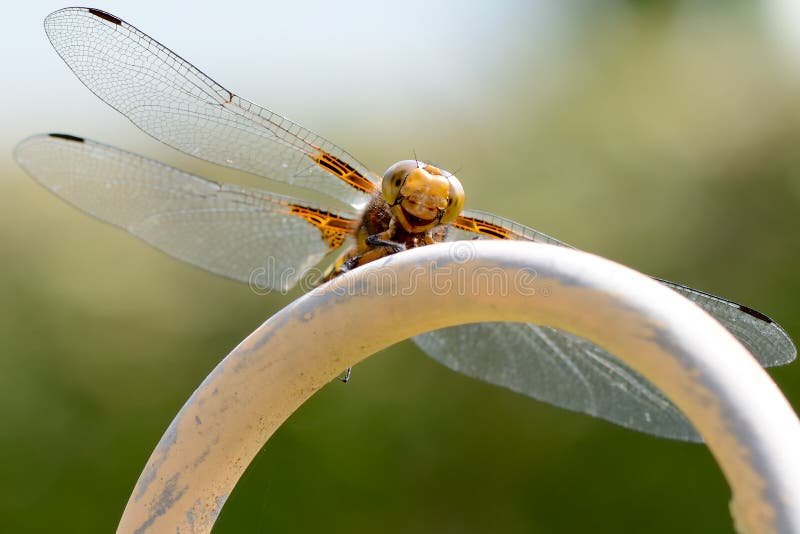 Smiling Dragonfly in Landing Approach Stock Image - Image of laughter ...