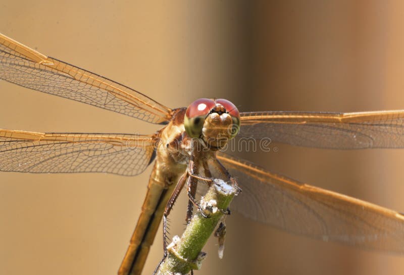 Smiling Dragonfly stock photo. Image of twig, animal - 31971012