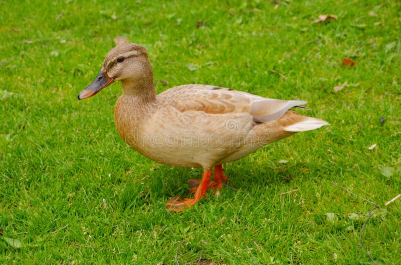 Smiling Duck, Duck in the Meadow Stock Photo - Image of colourful ...