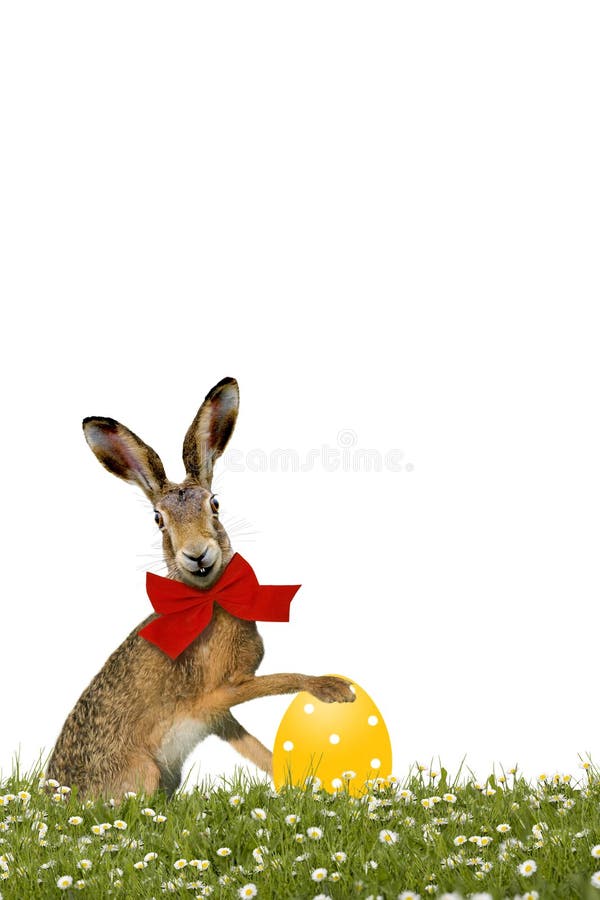 Smiling Easter Bunny with Yellow Easter Egg Stock Photo - Image of ...