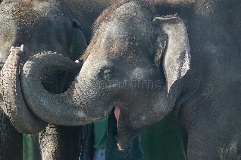 Elephant smiling stock image. Image of safari, trunk, elephants - 2475127