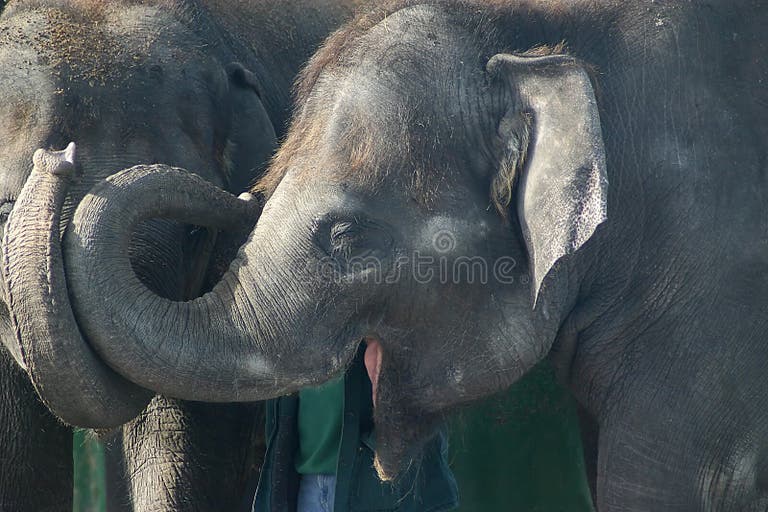 Smiling elephant stock image. Image of asia, elephant, humorous - 142253