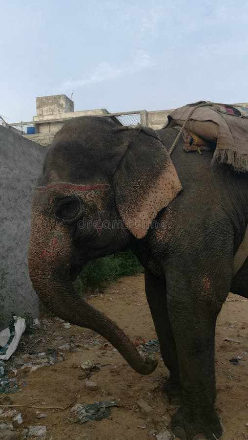 Smiling elephant stock image. Image of forest, smiling - 117659011