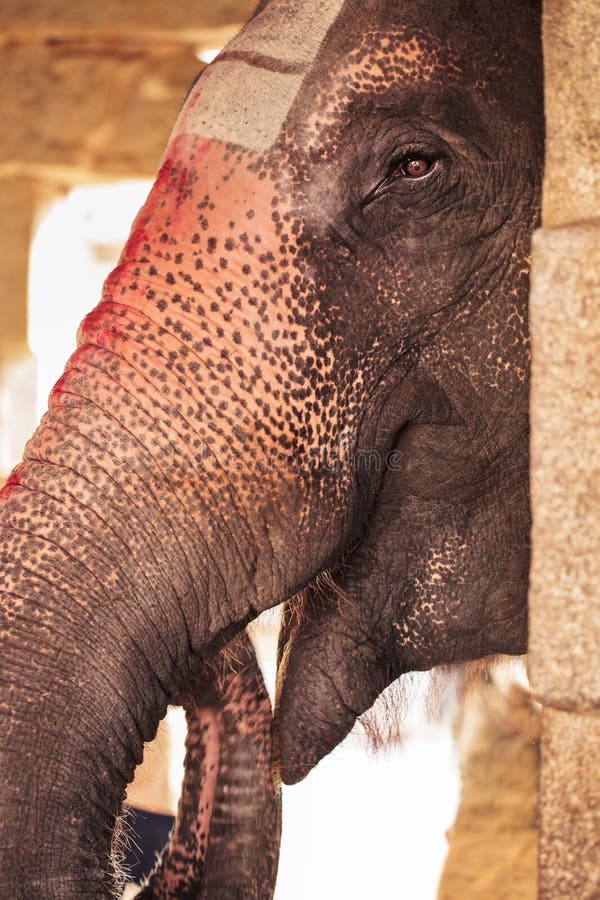 Smiling Elephant with Painted Nose - a Trunk Stock Photo - Image of ...