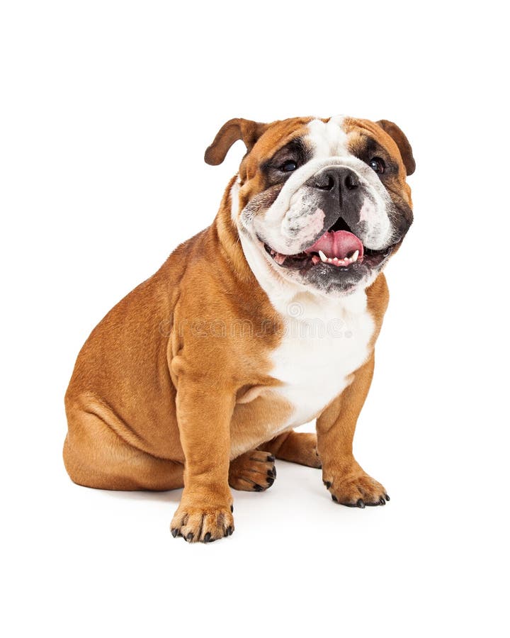 Smiling English Bulldog