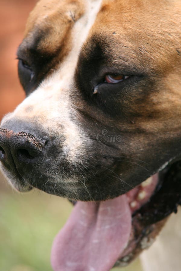 Smiling Face of Big Dog stock image. Image of brown, loyal - 5693693