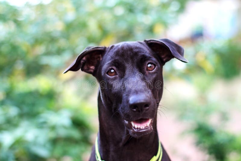 Smiling Face of Happiness Black Dog Face Stock Image - Image of cheeky ...