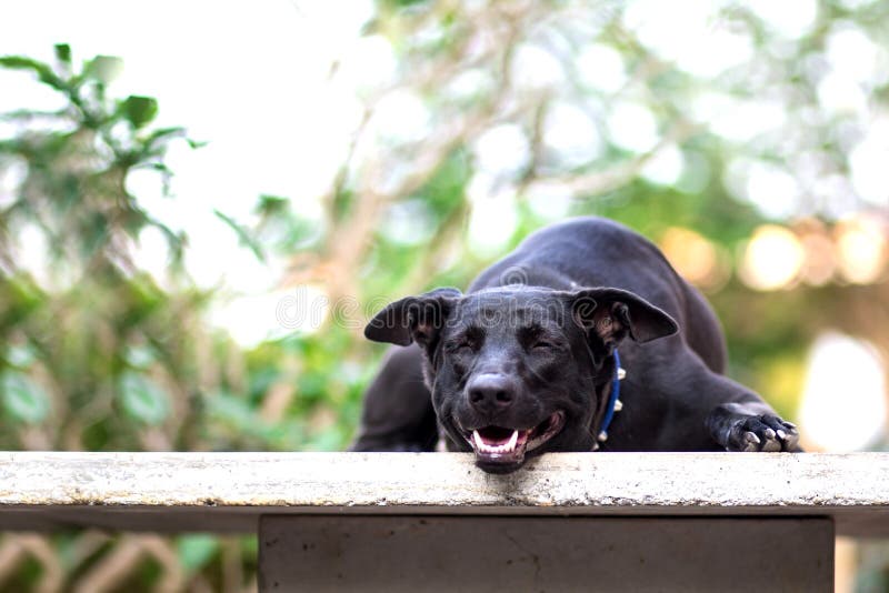 Smiling Face of Happiness Black Dog Face Stock Image - Image of welsh ...