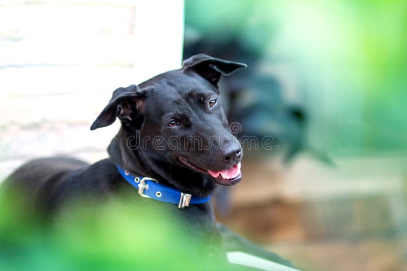Smiling Face of Happiness Black Dog Face Stock Photo - Image of cheeky ...
