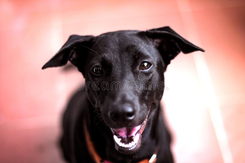 Face of Black Dog that Concentrate To Watching Somethin Stock Image ...